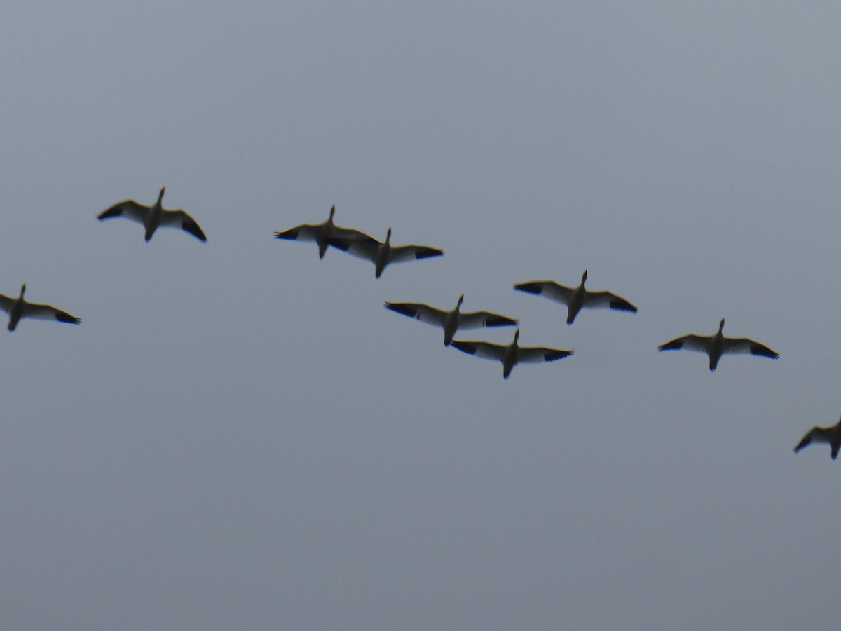eBird Checklist - 8 Dec 2025 - Natomas Rd. ACOE project area (Sutter Co ...