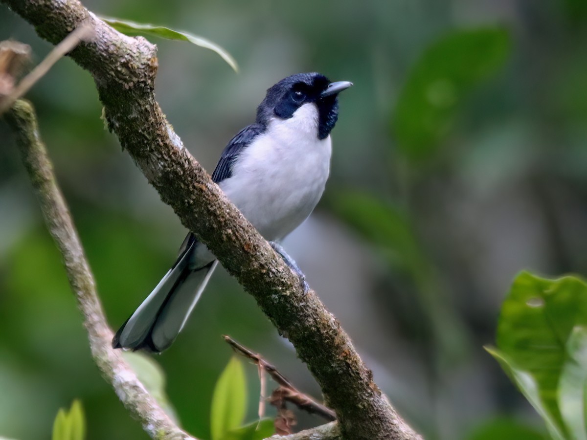 Flores Monarch - Symposiachrus sacerdotum - Birds of the World