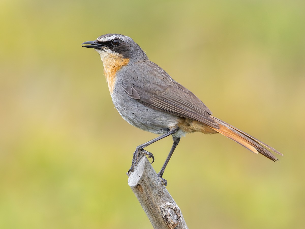 Cape Robin-Chat - Dessonornis caffer - Birds of the World