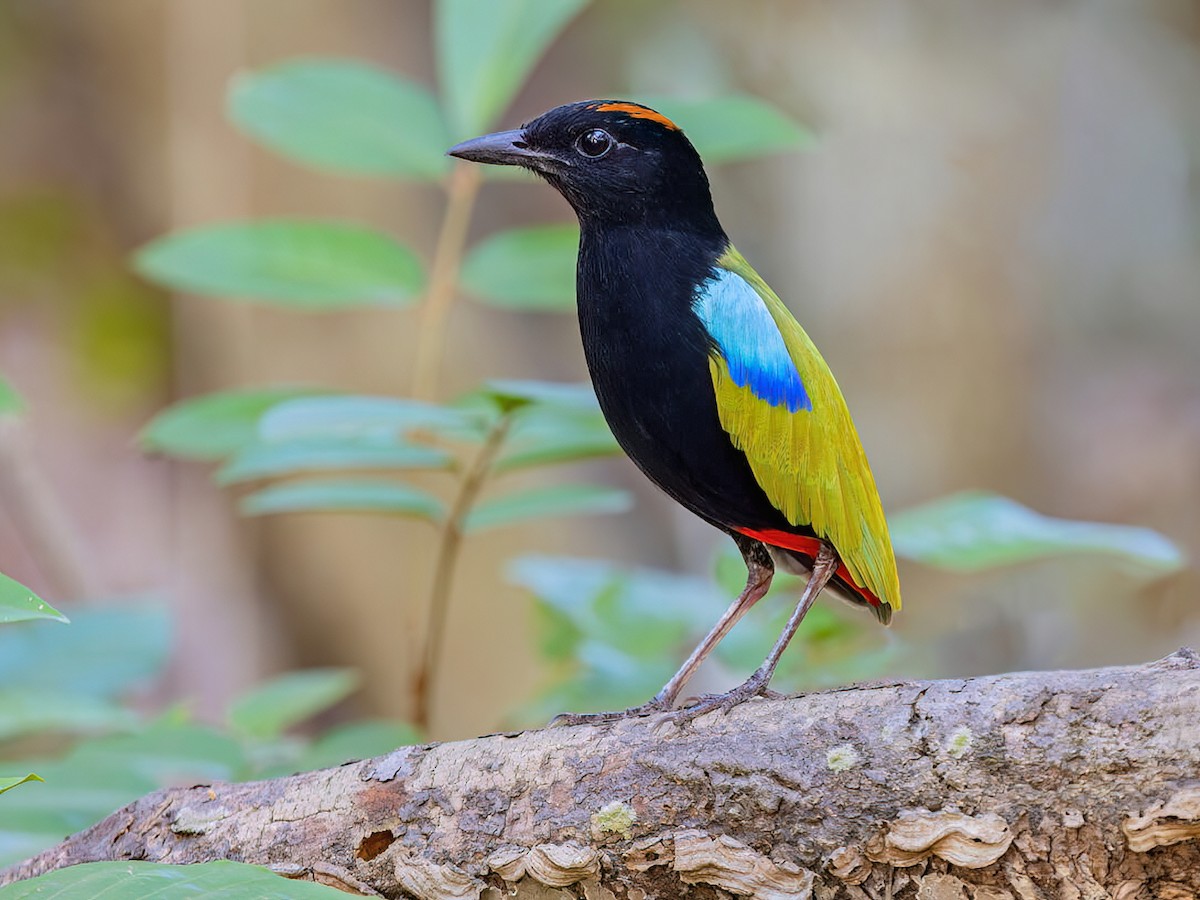 Rainbow Pitta - Pitta iris - Birds of the World