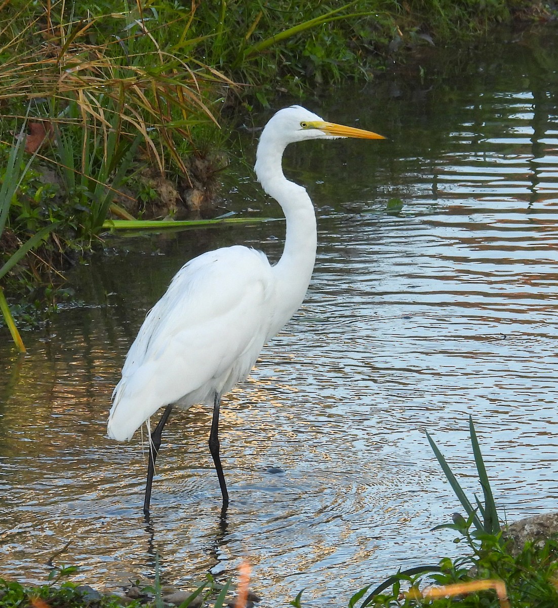 ML646655641 - Great Egret - Macaulay Library