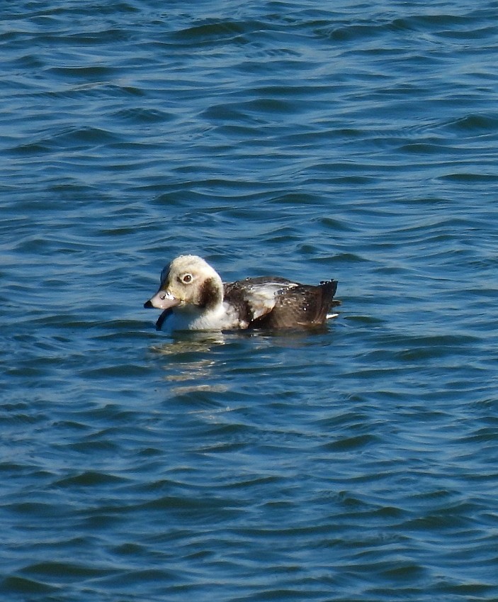 eBird Checklist - 9 Dec 2025 - Van Meter Rd Pond - 18 species