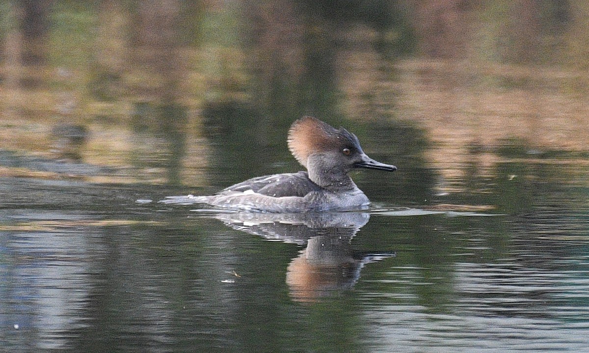 eBird Checklist - 7 Dec 2025 - Home, Kitty Hawk Bay Dr., Colington ...
