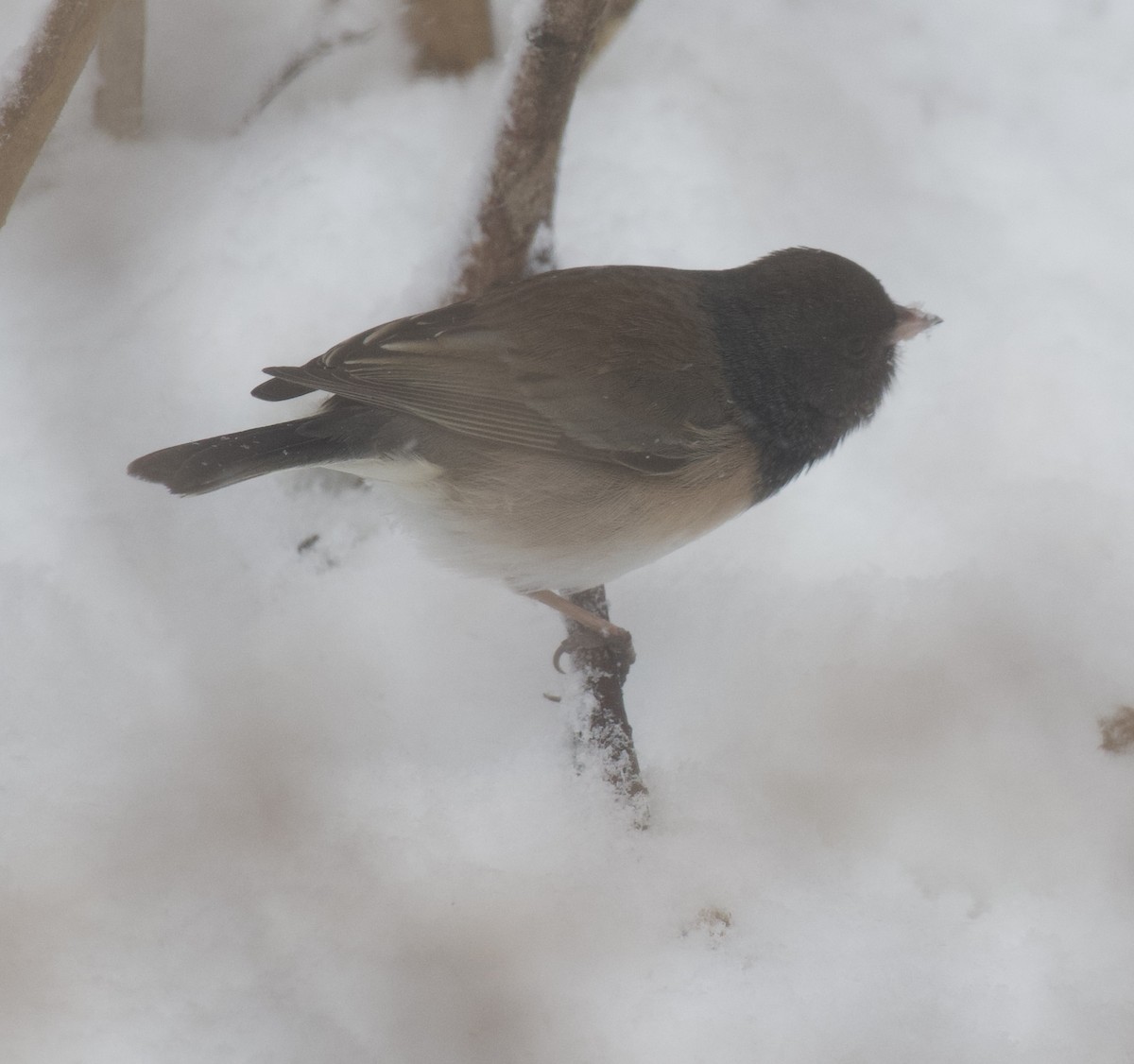 eBird Checklist - 10 Dec 2025 - My Place - 15 species (+1 other taxa)