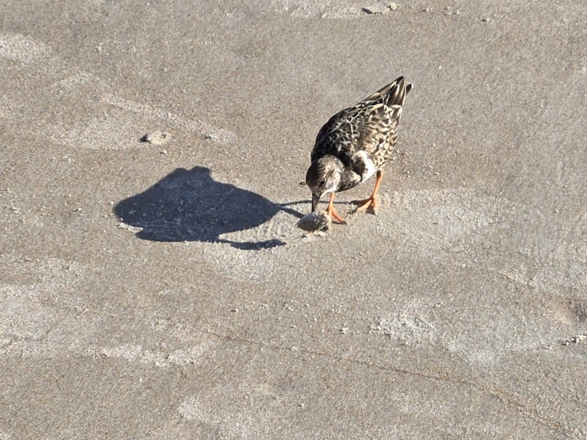 eBird Checklist - 26 Nov 2025 - Frank Rendon Park/Daytona Beach Shores ...