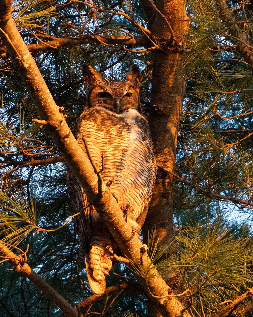 eBird Checklist - 8 Dec 2025 - Forest Park - 11 species