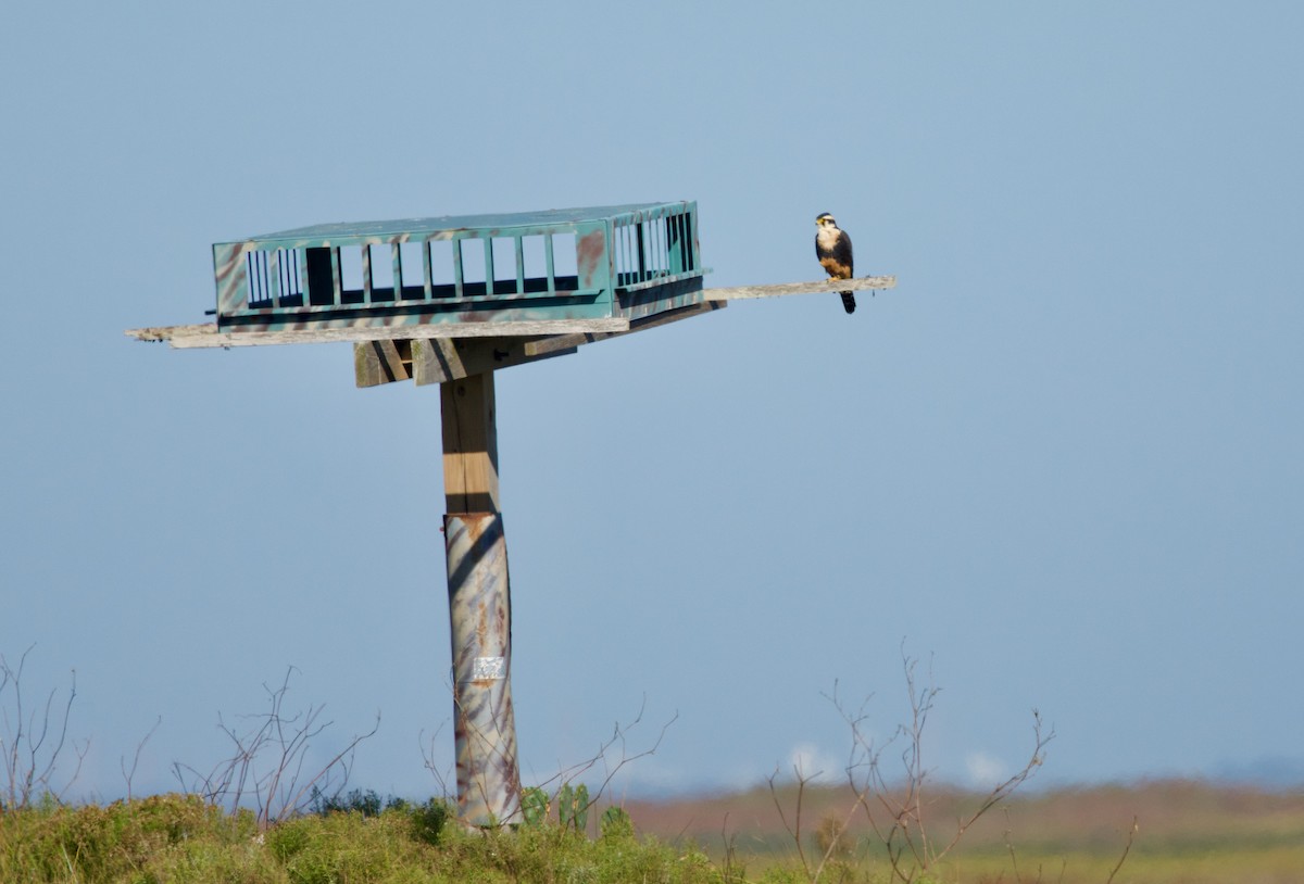 eBird Checklist - 10 Dec 2025 - Mustang Island SP—Aplomado Falcon ...