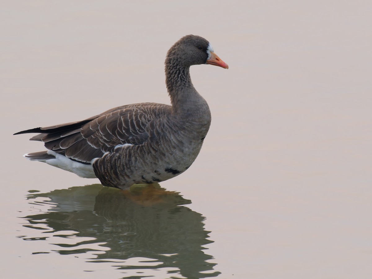 eBird Checklist - 8 Dec 2025 - 浦沿江滩 (Puyan Section, Qiantang River ...