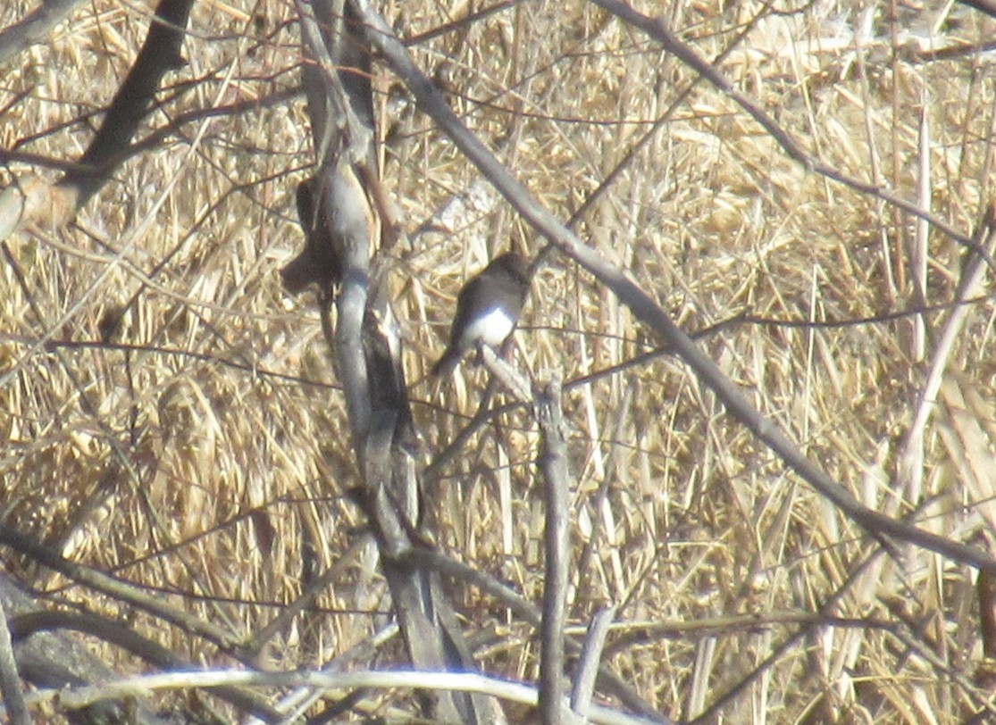 eBird Checklist - 10 Dec 2025 - Modoc NWR - 33 species (+1 other taxa)