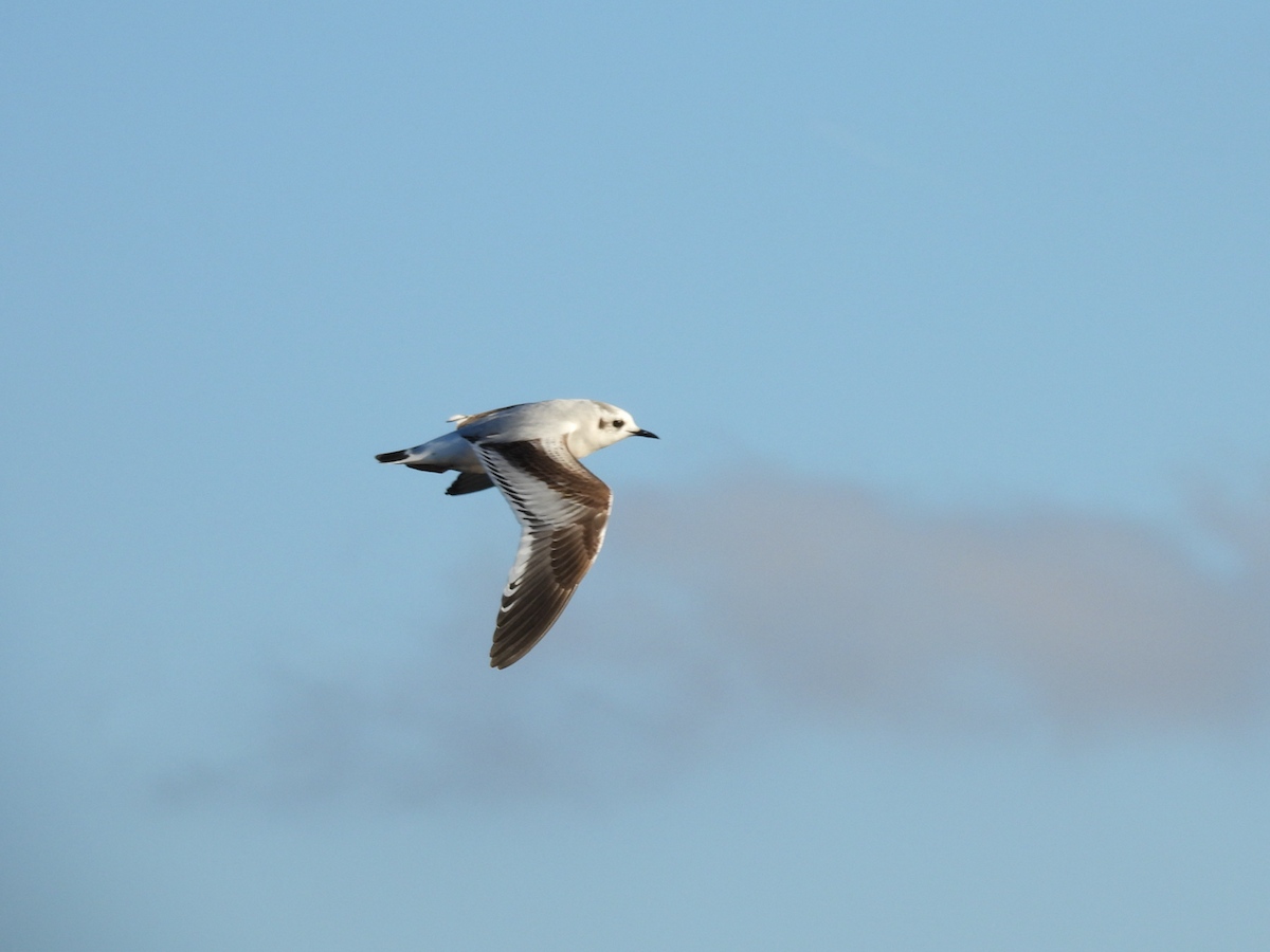 ML646727418 - Little Gull - Macaulay Library