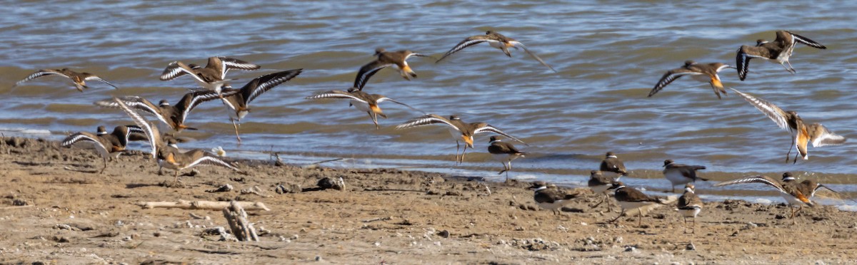 eBird Checklist - 9 Nov 2025 - Lake Pueblo SWA--swallows - 2 species