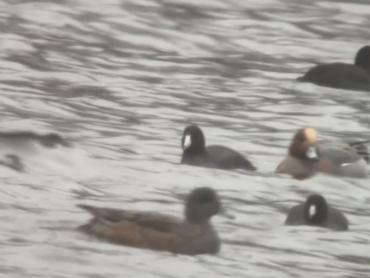 Pennsylvania Bird Atlas Checklist - 10 Dec 2025 - Warner Lake (roadside ...