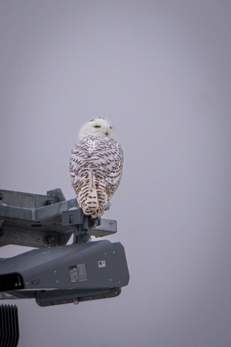 eBird Checklist - 11 Dec 2025 - MSP Aircraft Viewing Area, Cargo Rd - 1 ...