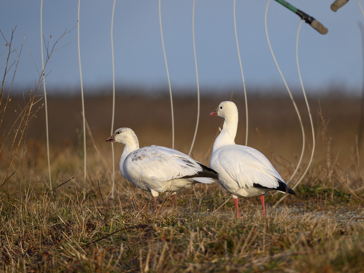 eBird Checklist - 11 Dec 2025 - Parker River NWR--Hellcat Dike - 7 ...