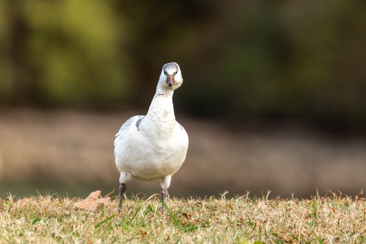 eBird Checklist - 11 Dec 2025 - Concord Park--Rocky Point - 8 species