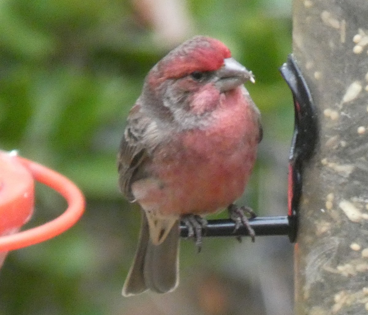 eBird Checklist - 12 Dec 2025 - 103 Exeter Court - 8 species (+1 other ...