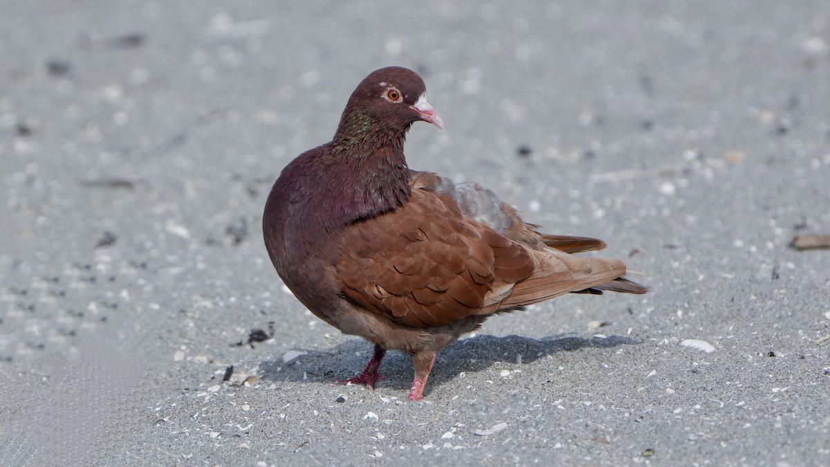 eBird Checklist - 12 Dec 2025 - Jupiter Inlet - 21 species