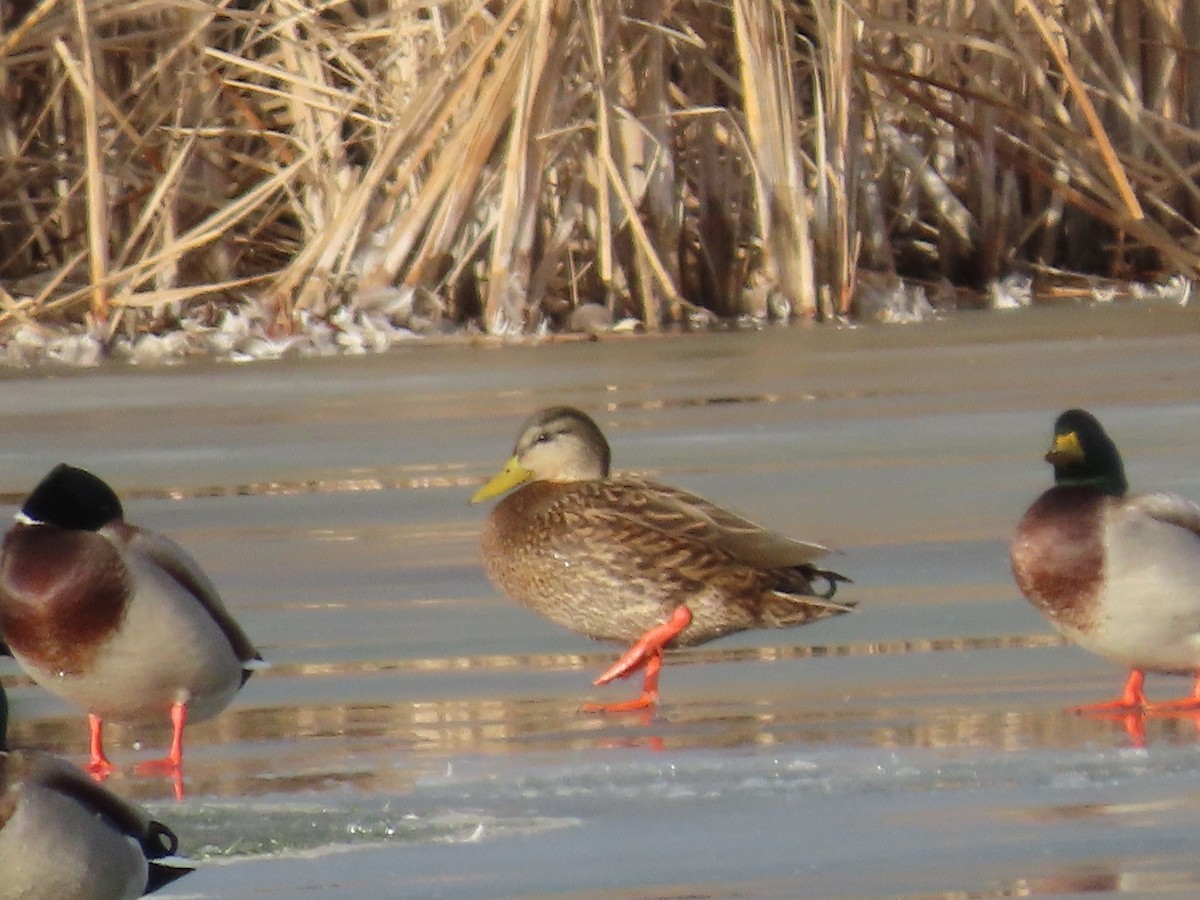 ML646814100 - Mexican Duck - Macaulay Library