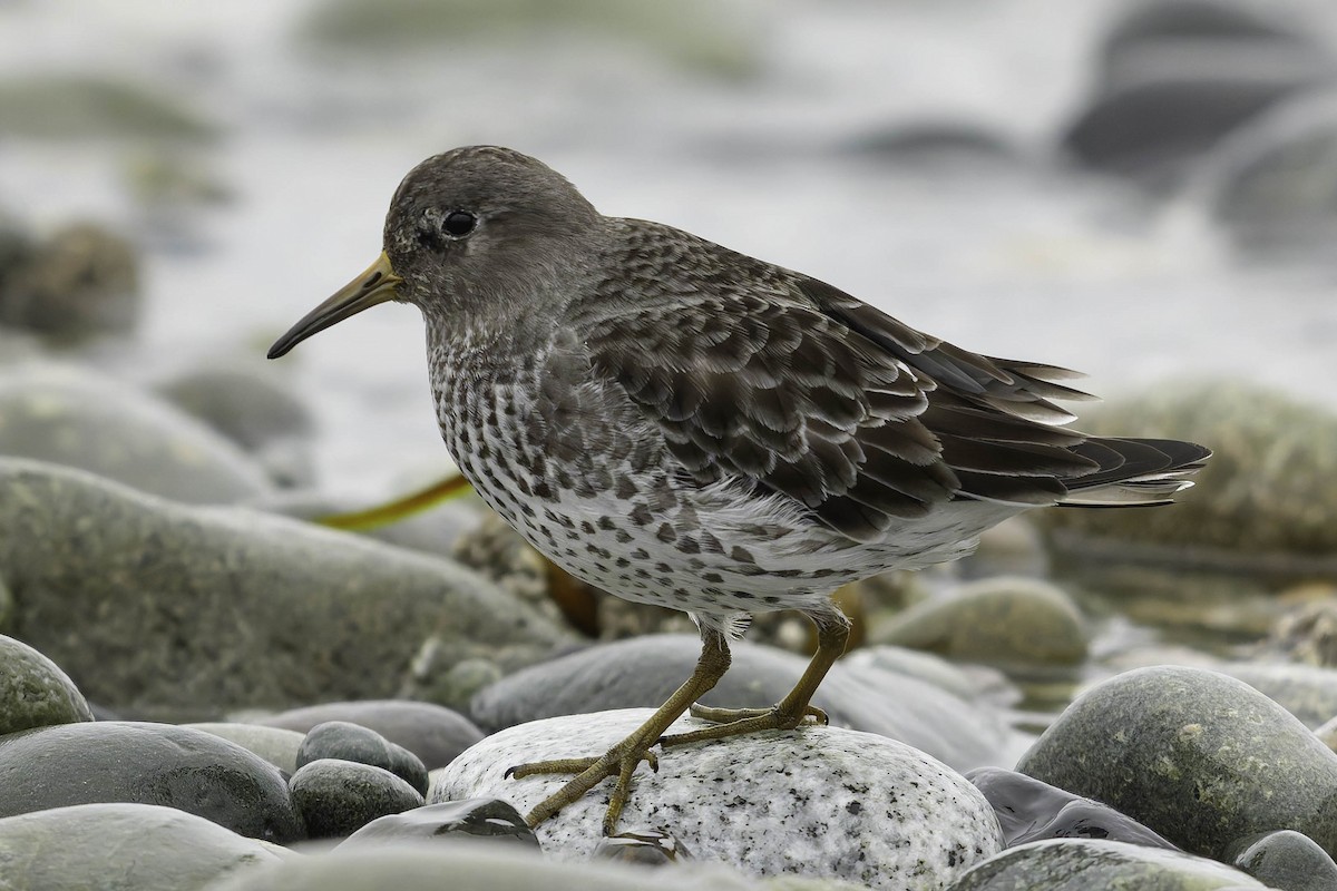 ML646856262 - Rock Sandpiper - Macaulay Library