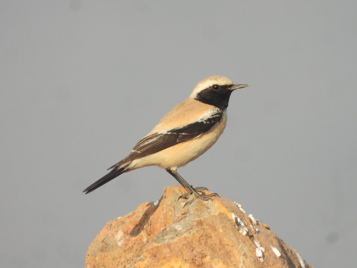 eBird Checklist - 14 Dec 2025 - Jasai, Near Uran - 17 species