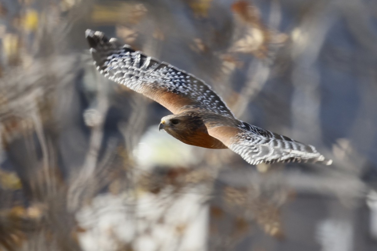ML646920380 - Red-shouldered Hawk - Macaulay Library