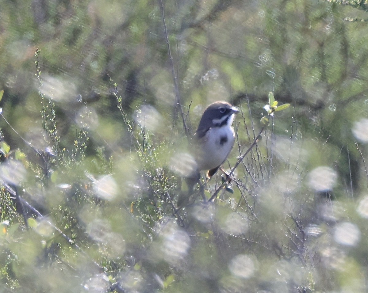 ML646926426 - Bell's Sparrow - Macaulay Library
