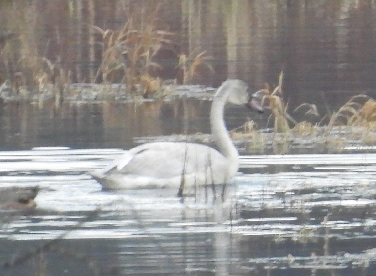 eBird Checklist - 14 Dec 2025 - Tie Lake - 12 species