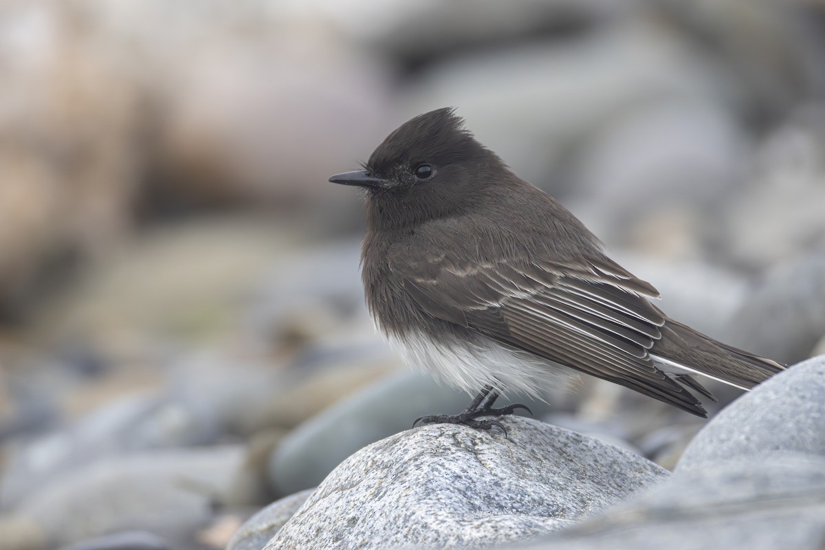 eBird Checklist - 13 Dec 2025 - South Carlsbad SB--South Ponto - 12 species