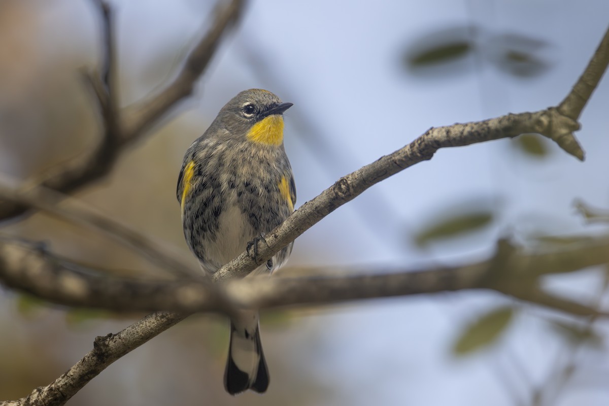 eBird Checklist - 13 Dec 2025 - Sage Canyon Park - 10 species