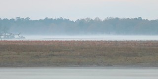 Marvyn pond, Lee, Alabama, United States - eBird Hotspot