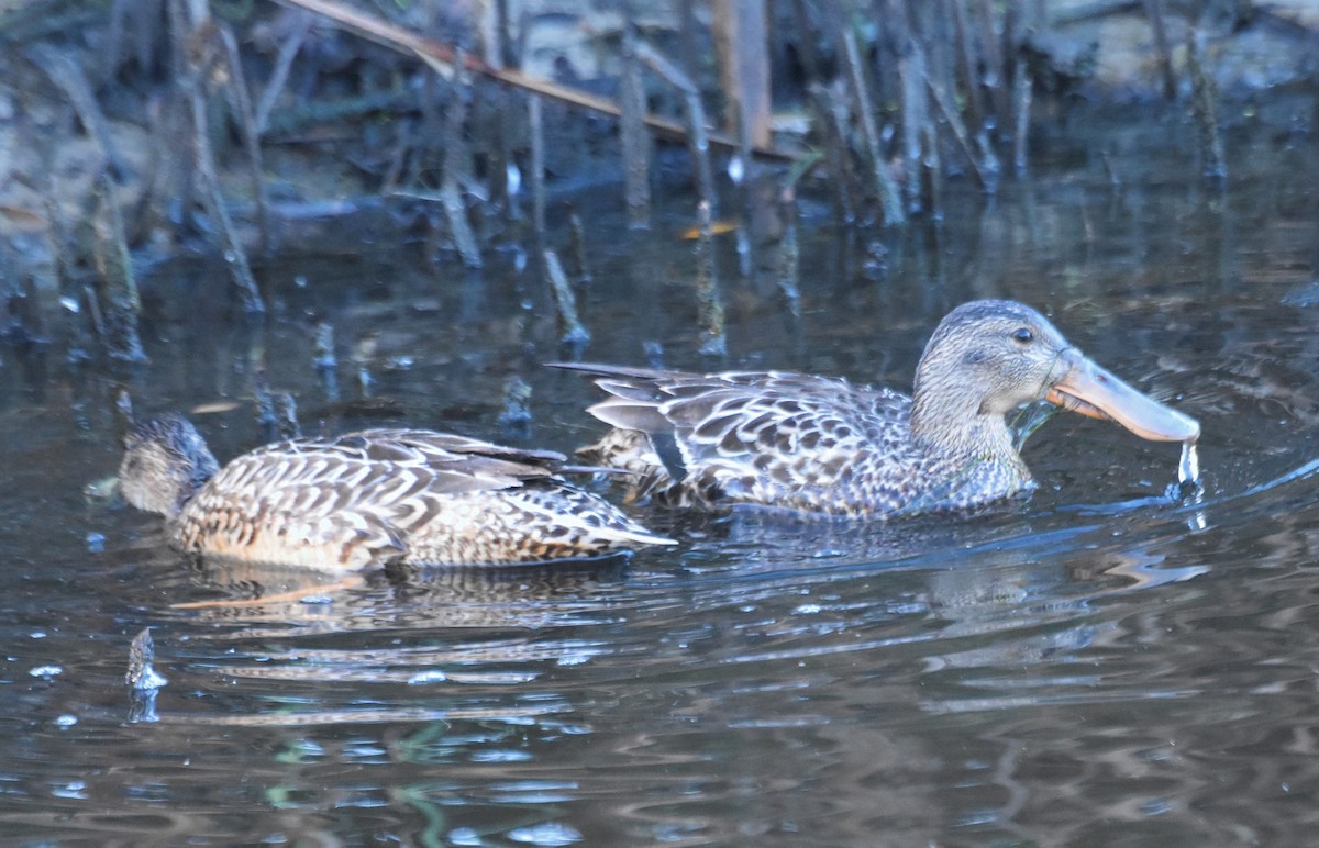eBird Checklist - 13 Dec 2025 - Huntington Beach SP - 84 species