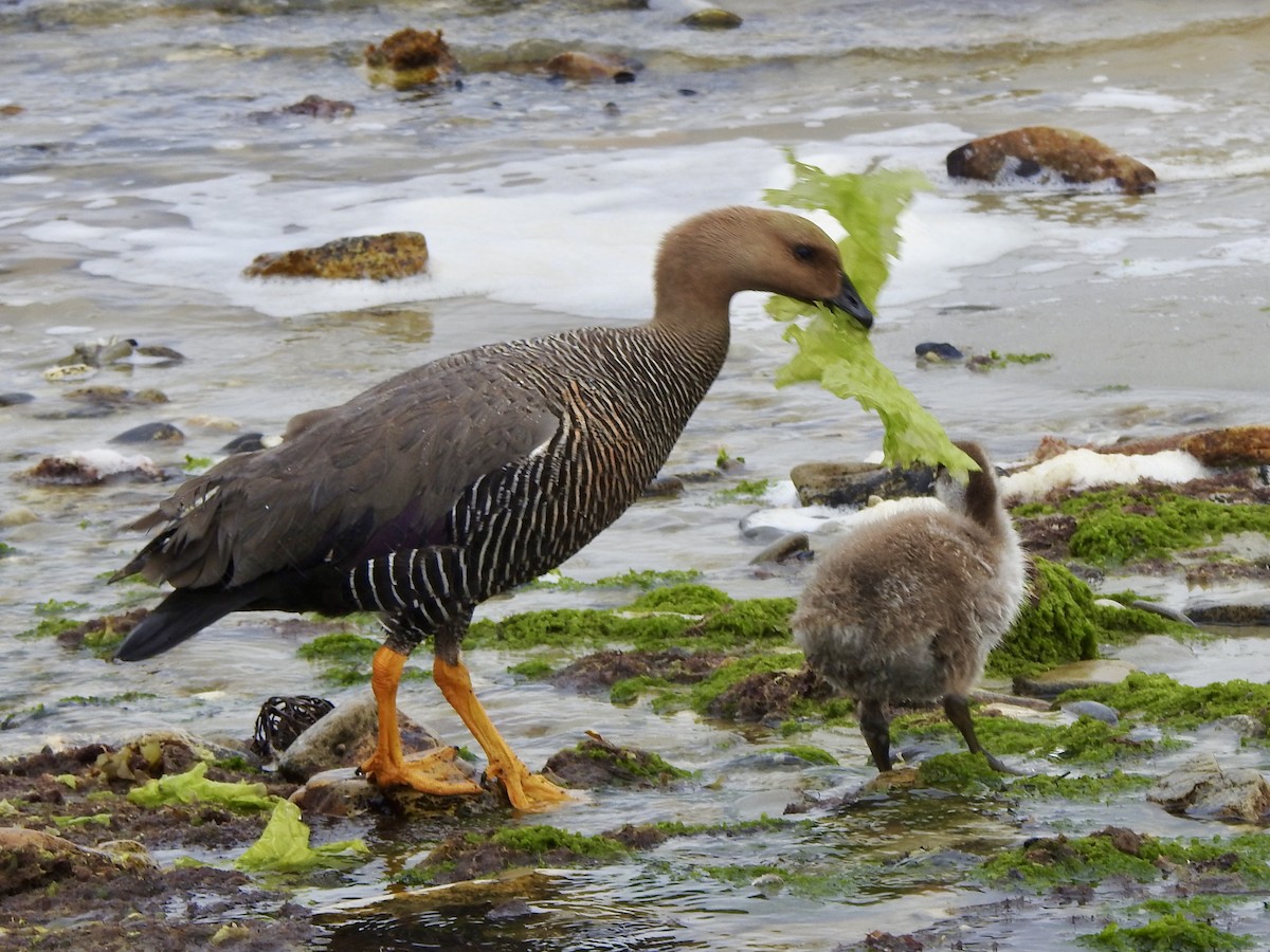 eBird Checklist - 15 Dec 2025 - Gypsy Cove - 25 species (+1 other taxa)