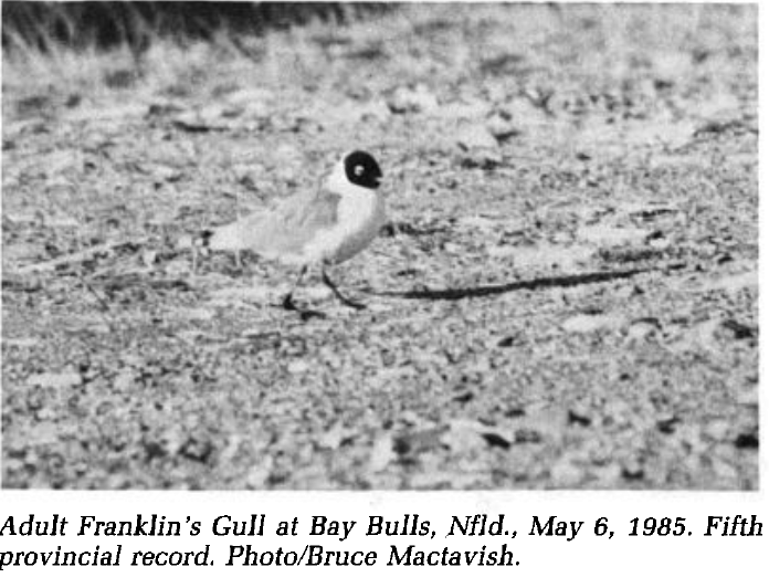 eBird Checklist - 6 May 1985 - NL--Bay Bulls - 1 species