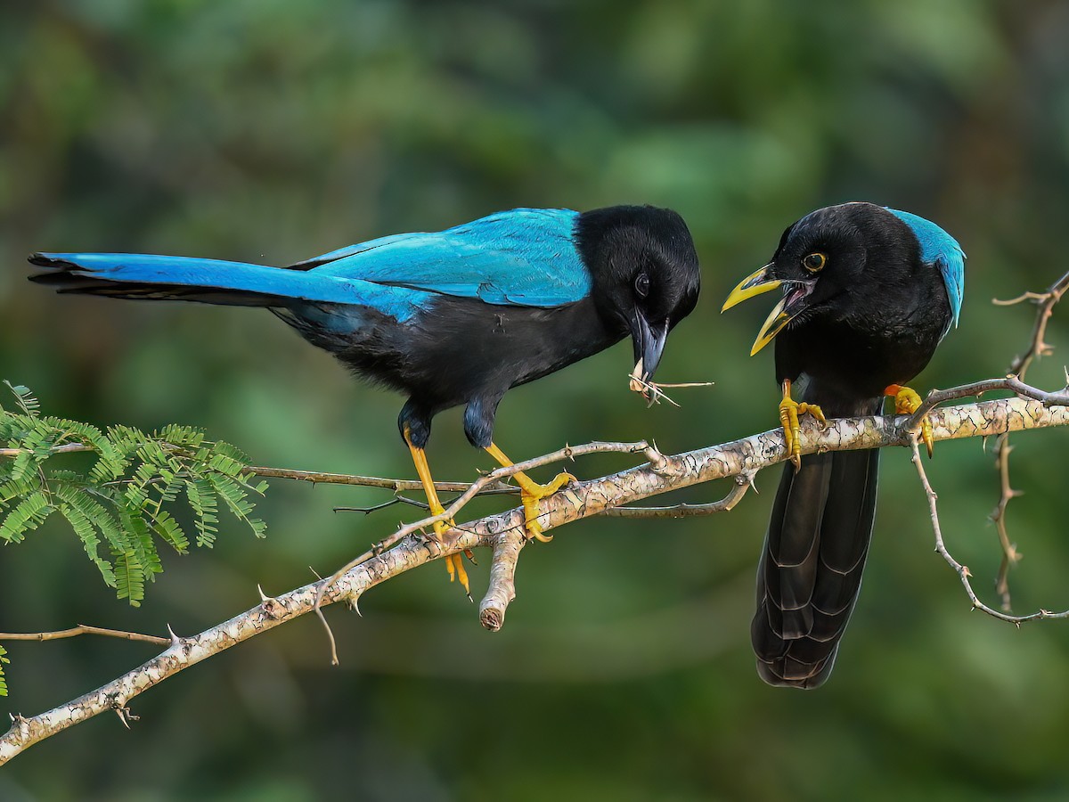 Yucatan Jay - Cyanocorax yucatanicus - Birds of the World
