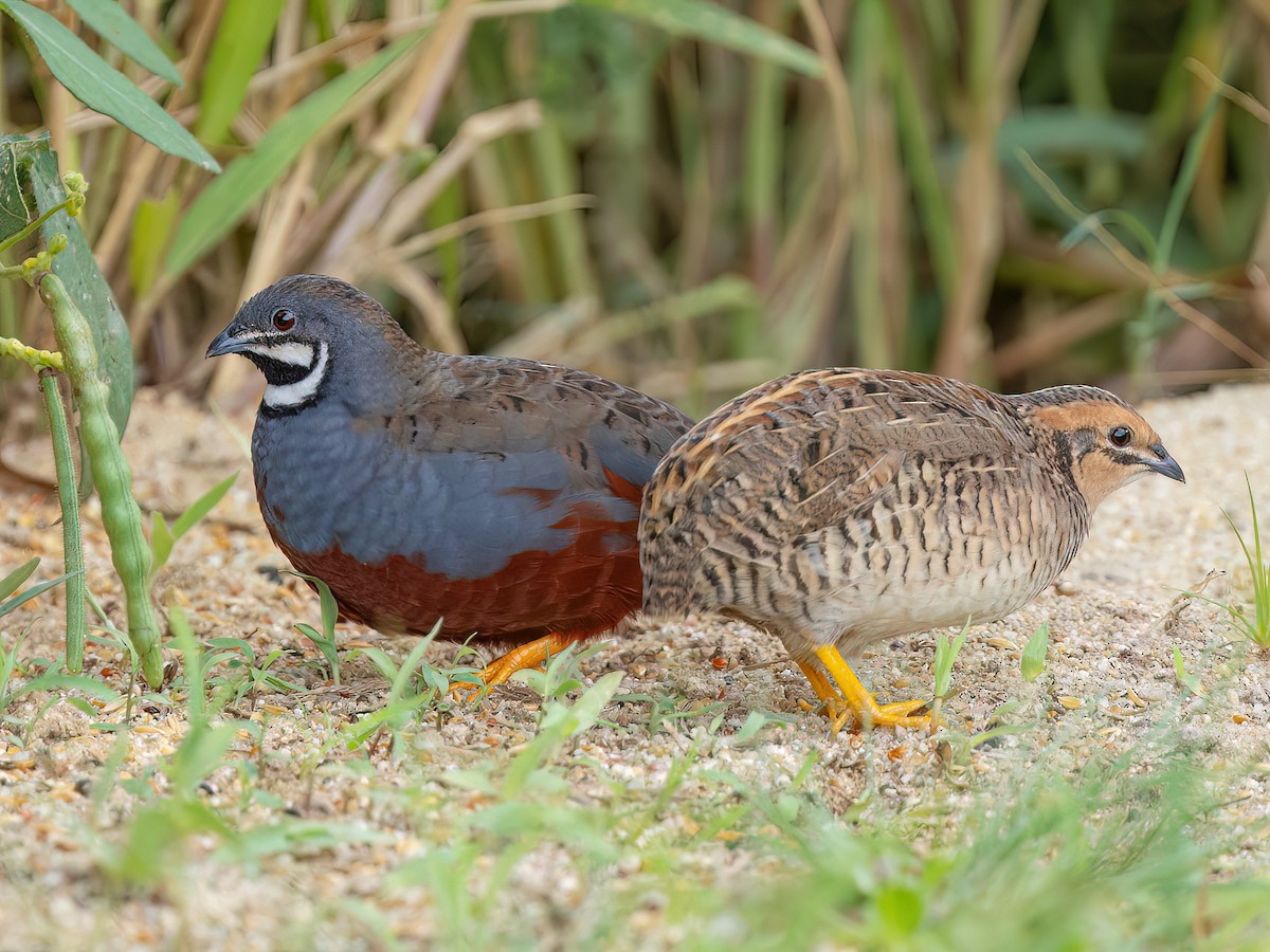 Blue-breasted Quail - Synoicus chinensis - Birds of the World