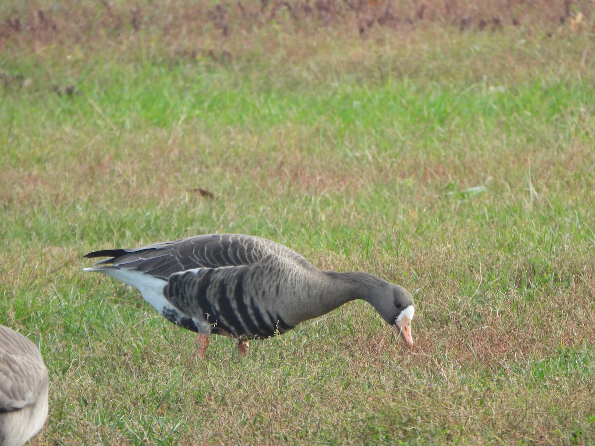 eBird Checklist - 1 Nov 2025 - Montrose Point Bird Sanctuary, Lincoln ...