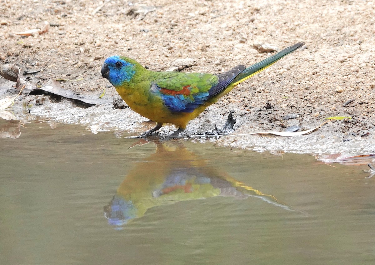 eBird Checklist - 6 Dec 2025 - Warby-Ovens National Park (general ...