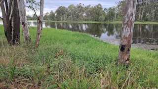 Yeppen Lagoon, Rockhampton, Queensland, Australia - eBird Hotspot