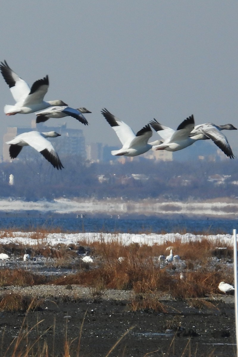 eBird Checklist - 16 Dec 2025 - Sunset Cove Park - 15 species
