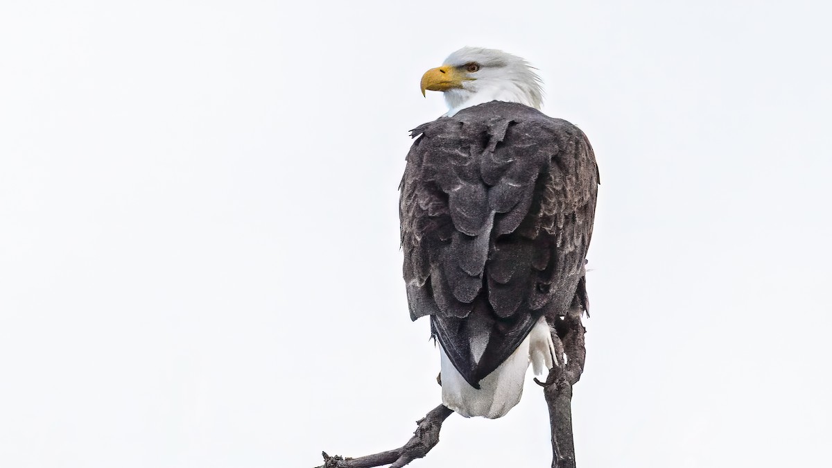 eBird Checklist - 15 Dec 2025 - Swalwell Park, Lake Country CA-BC 50. ...
