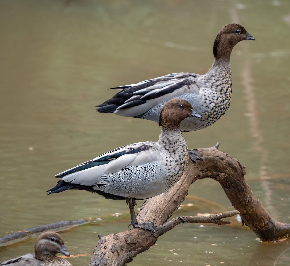 eBird Checklist - 14 Dec 2025 - Williams Reserve, Highfields - 25 species