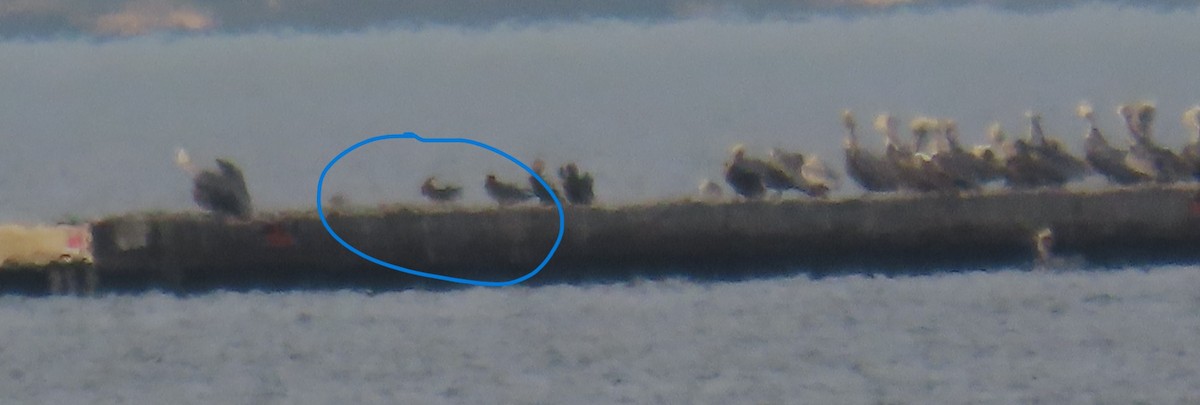 eBird Checklist - 16 Dec 2025 - South Padre Is.--Birding and Nature ...