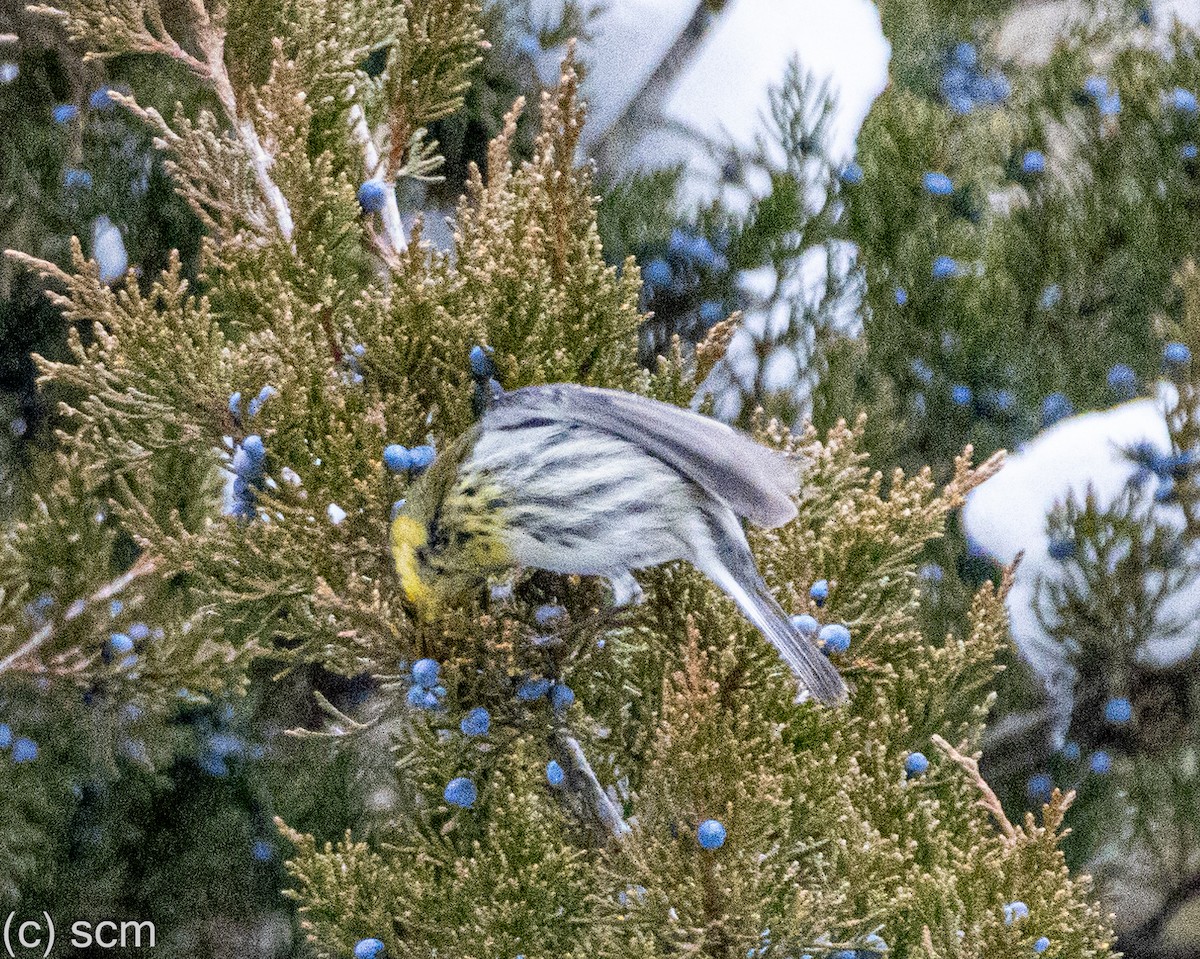 eBird Checklist - 17 Dec 2025 - North West Mercer Park, Lawrence ...