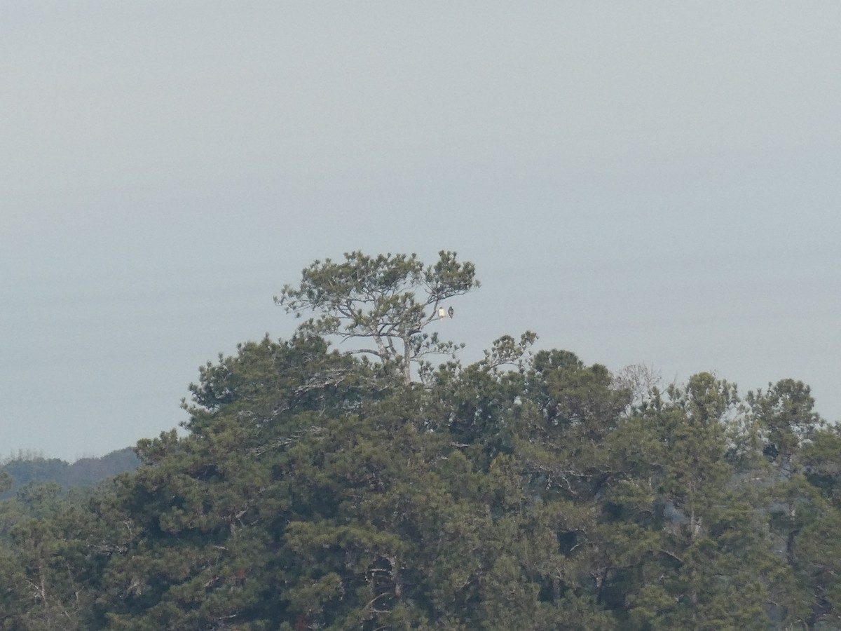 eBird Checklist - 17 Dec 2025 - Stone Mountain Park - 47 species