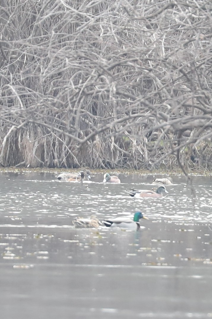 eBird Checklist - 17 Dec 2025 - Red River NWR--Headquarters Unit - 45 ...