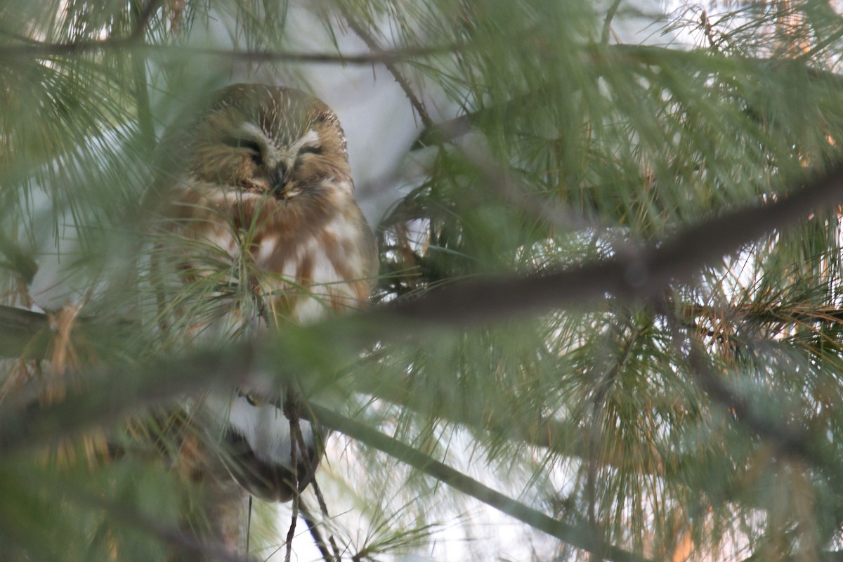 eBird Checklist - 15 Dec 2025 - Theodore Wirth Park - 2 species