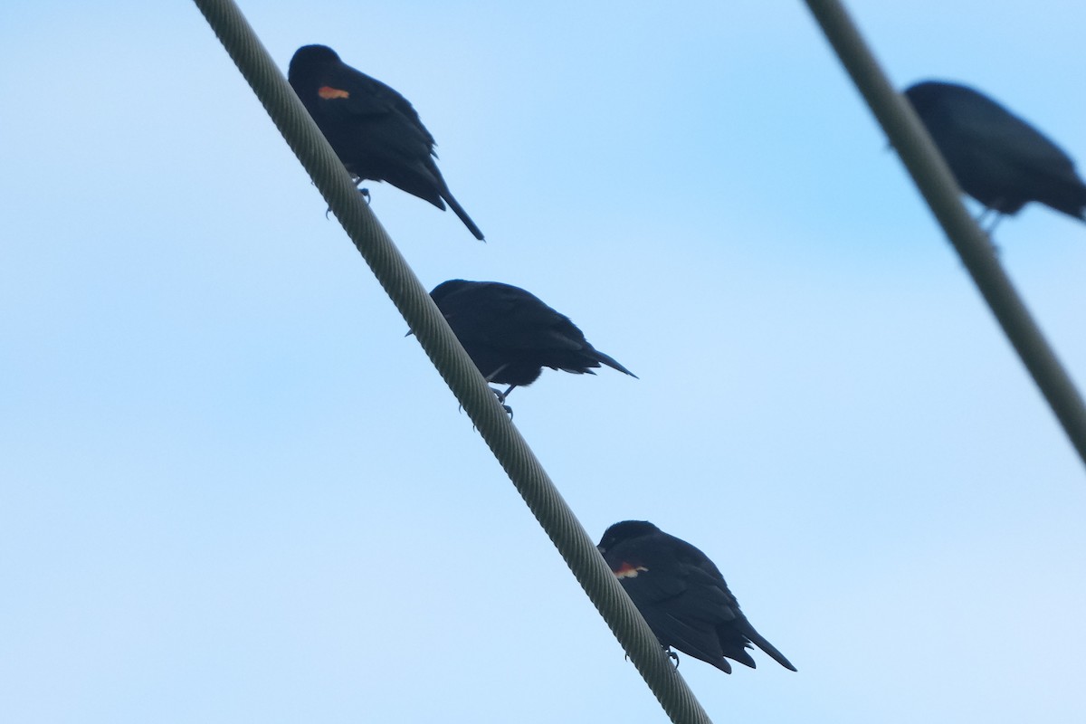 eBird Checklist - 17 Dec 2025 - Arcata Bottoms--Foster Ave. dairy - 8 ...