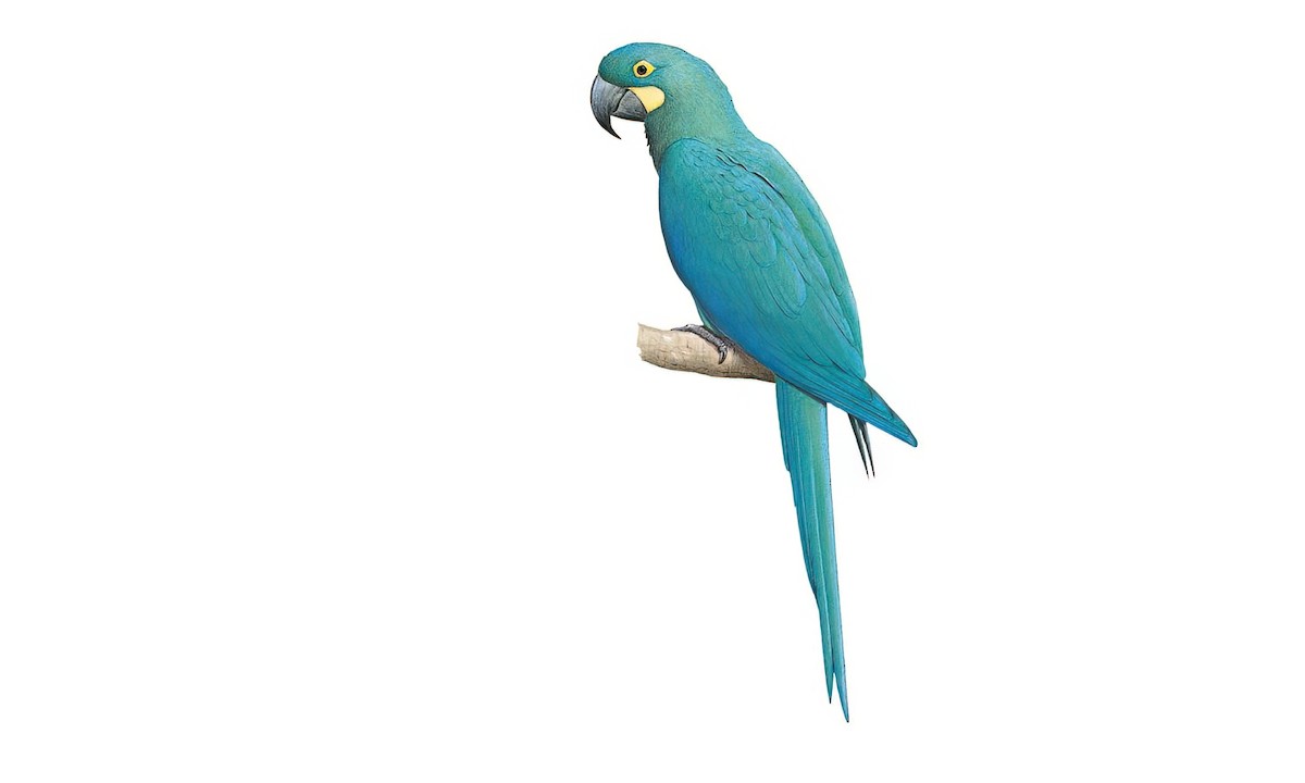 Glaucous Macaw - Anodorhynchus glaucus - Birds of the World