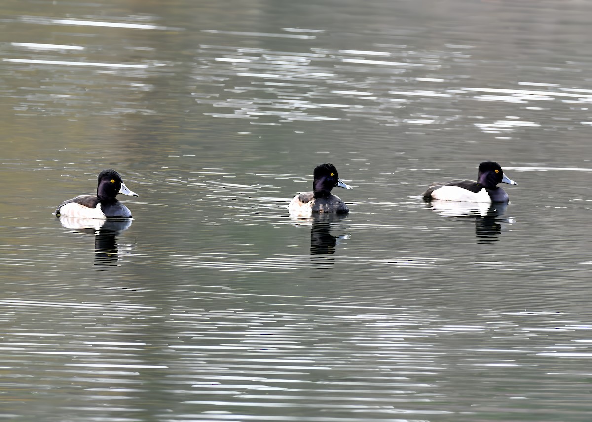 eBird Checklist - 17 Dec 2025 - Quacco Road - 33 species