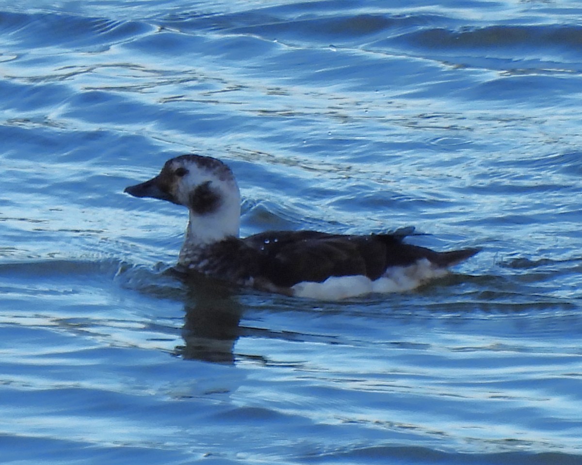 eBird Checklist - 17 Dec 2025 - Henry Hagg Lake--Dam Overlook - 1 species